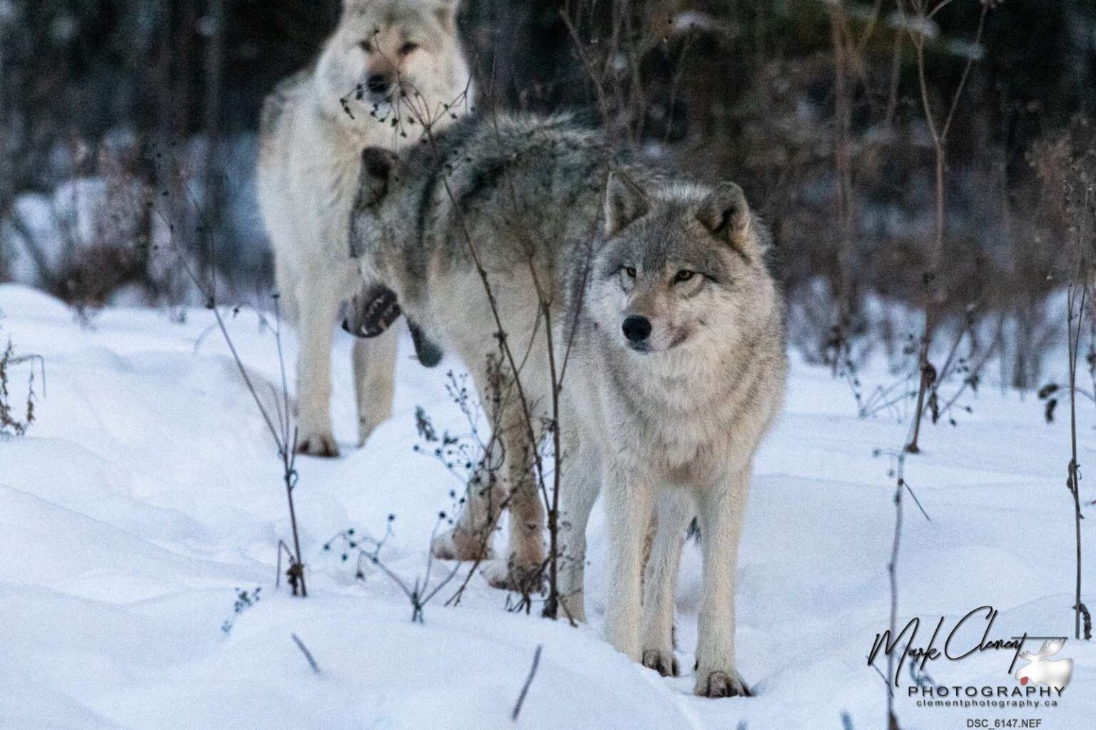 Experience The Unforgettable | Sleeping With The Wolves