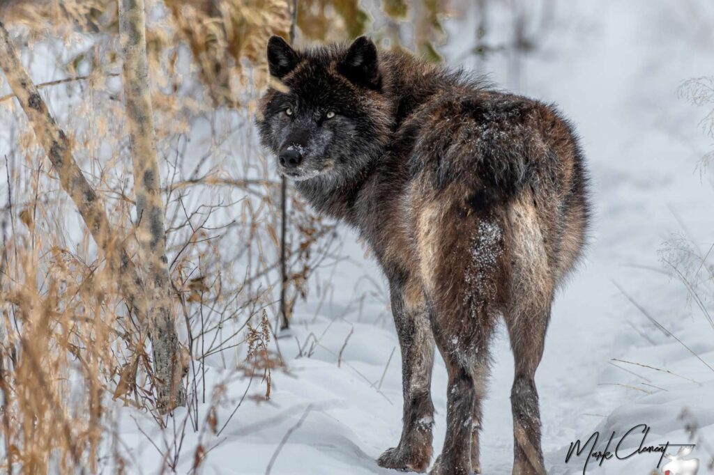 Experience The Unforgettable | Sleeping With The Wolves