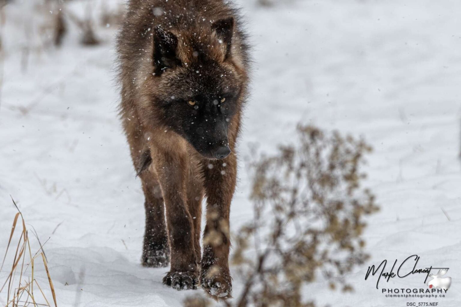 Experience The Unforgettable | Sleeping With The Wolves