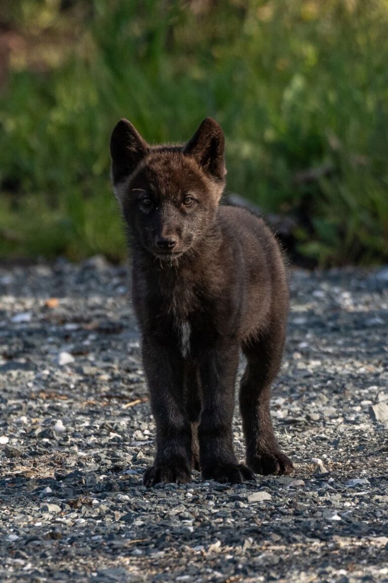 Experience The Unforgettable | Sleeping With The Wolves