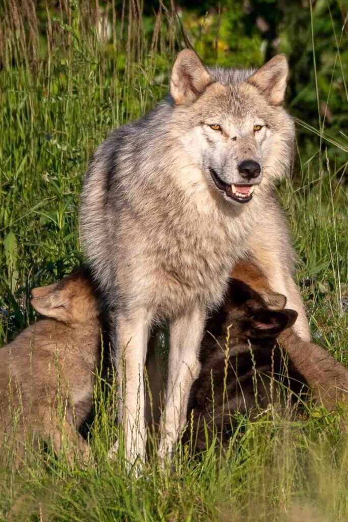 Experience The Unforgettable | Sleeping With The Wolves