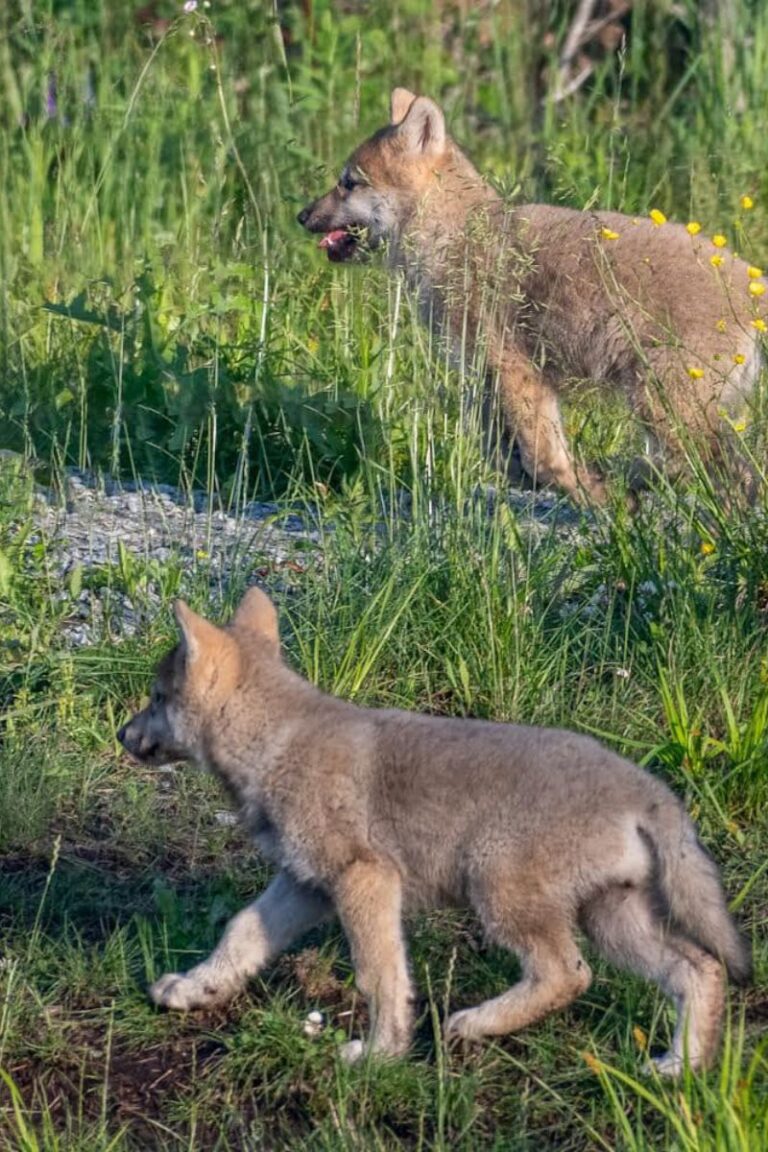 Experience The Unforgettable | Sleeping With The Wolves