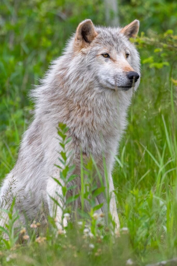 Experience The Unforgettable | Sleeping With The Wolves