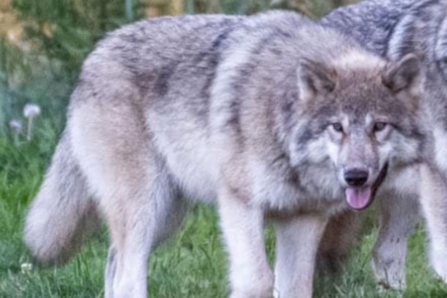 Experience The Unforgettable | Sleeping With The Wolves