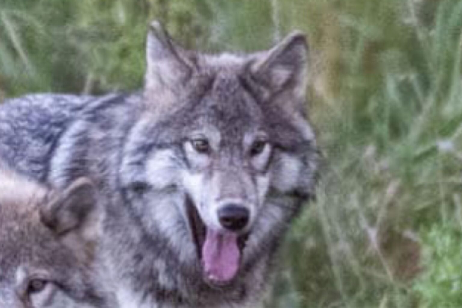 Experience The Unforgettable | Sleeping With The Wolves