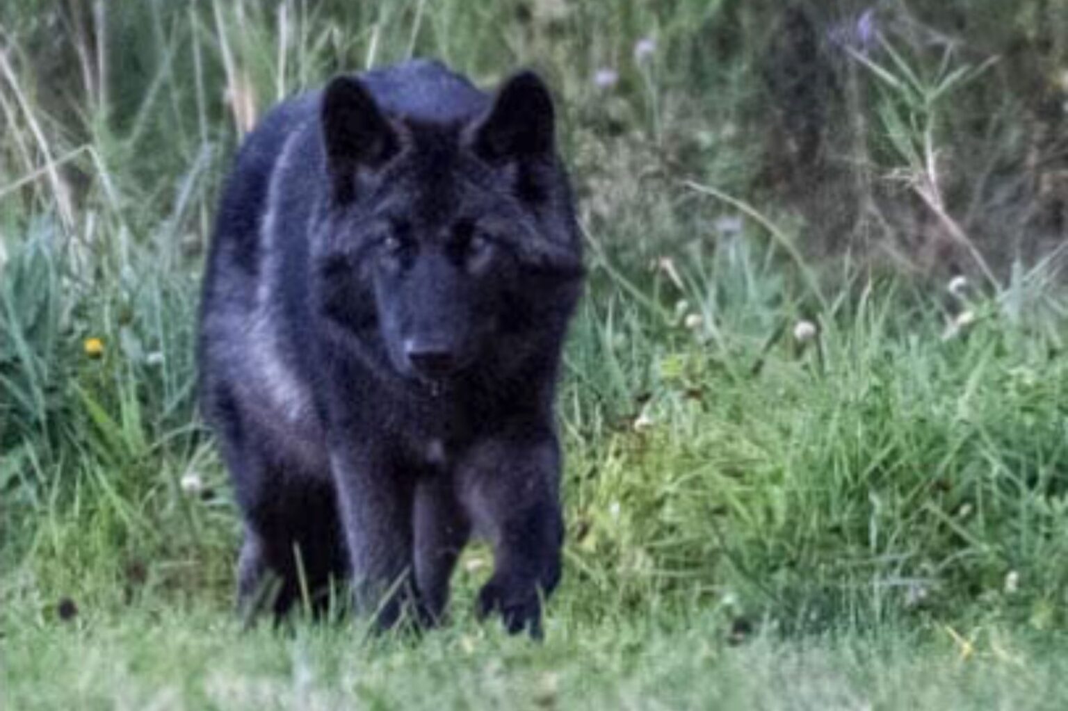 Experience The Unforgettable | Sleeping With The Wolves